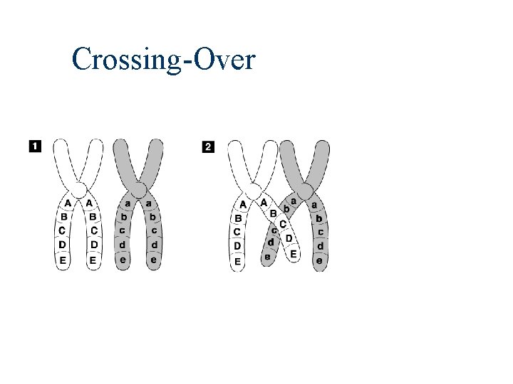 Meiosis Chromosome Number n The number of cells