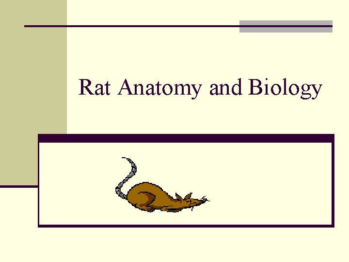 Rat Anatomy and Biology Introduction Rattus norvegicus Norway