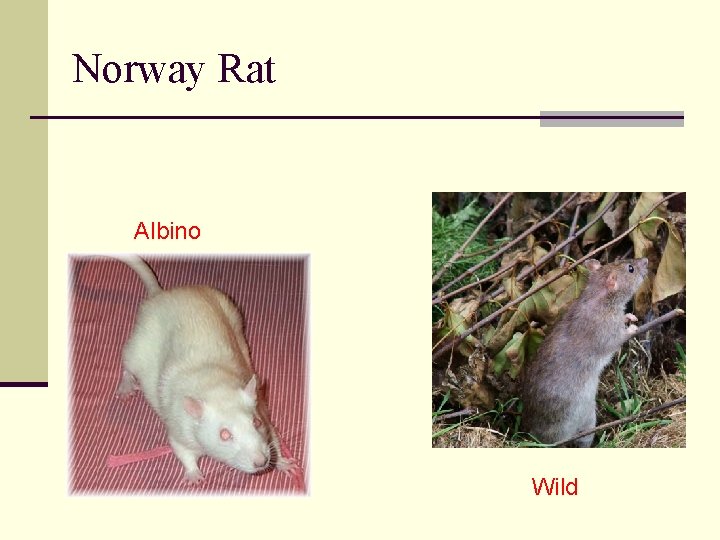Rat Anatomy and Biology Introduction Rattus norvegicus Norway