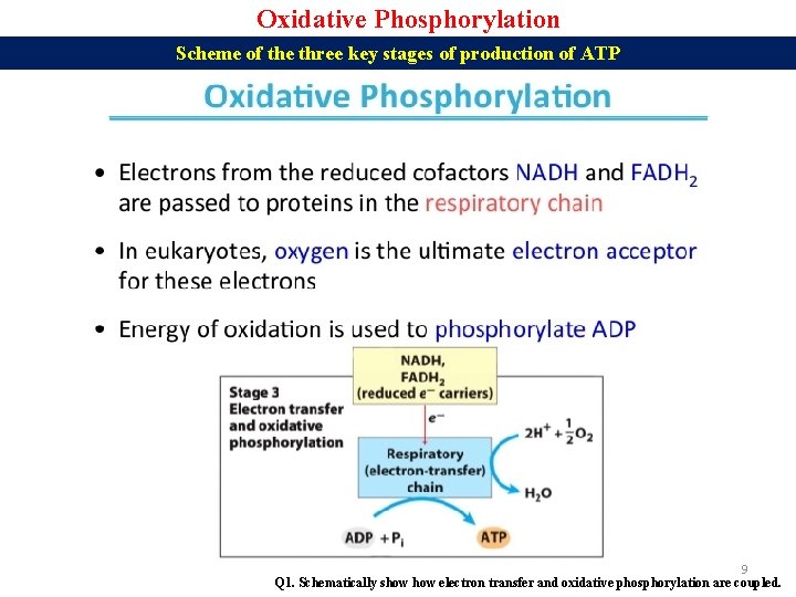 Chapter 19 Oxidative Phosphorylation Photophosphorylation 1 Oxidative ...