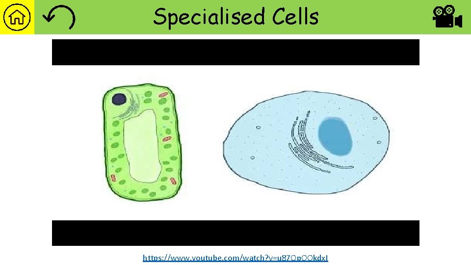 AQA GCSE Biology 9 1 Revision 1 Cell