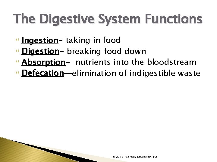 Chapter 14 The Digestive System and Body Metabolism