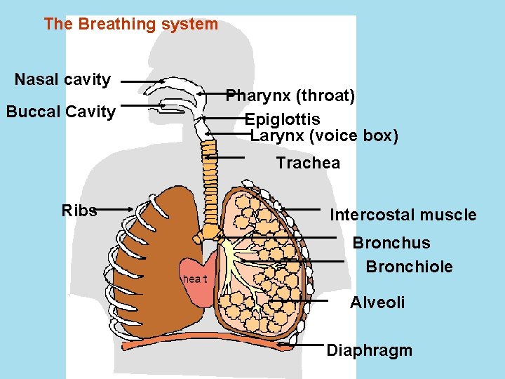 The Breathing System Why breathe We get oxygen