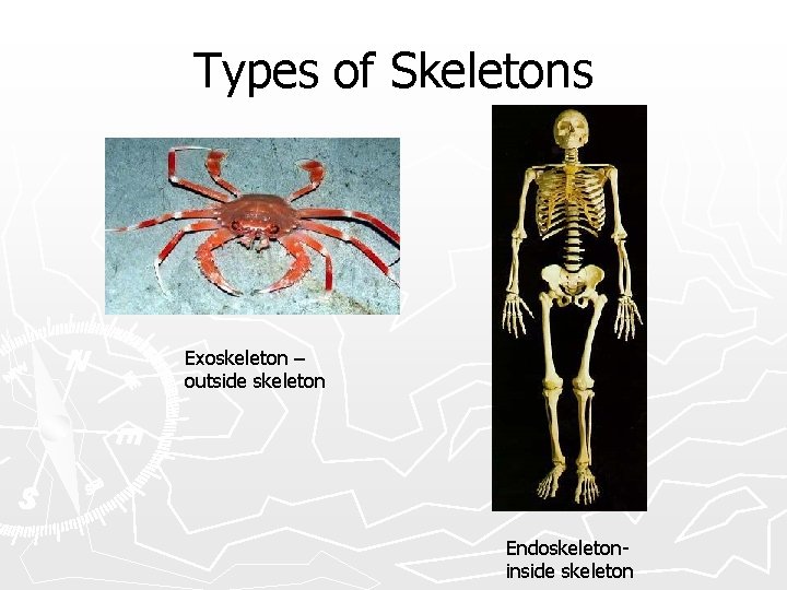 The Human Skeletal System Types of Skeletons Exoskeleton