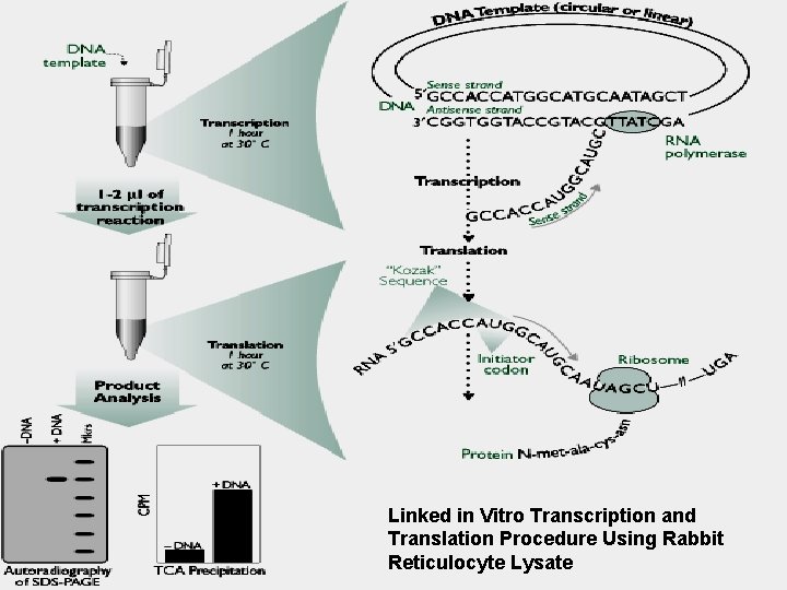 In Vitro Translation The Basics The in vitro