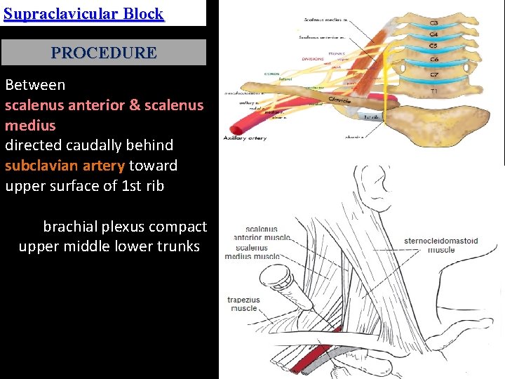 NERVE BLOCKS Kaan Ycel M D Ph D