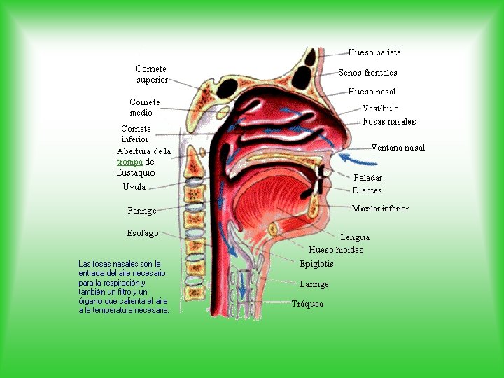 ACADEMIA PRE UNIVERSITARIA SIGMA CICLO 2011 ANATOMIA Y