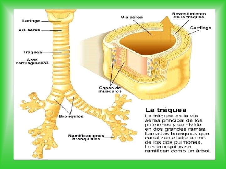 ACADEMIA PRE UNIVERSITARIA SIGMA CICLO 2011 ANATOMIA Y
