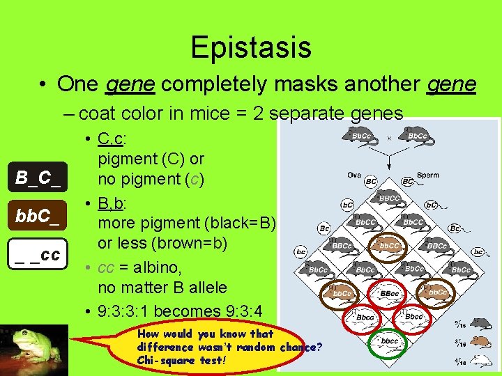 Complex Patterns of Inheritance Traits Influenced by Several