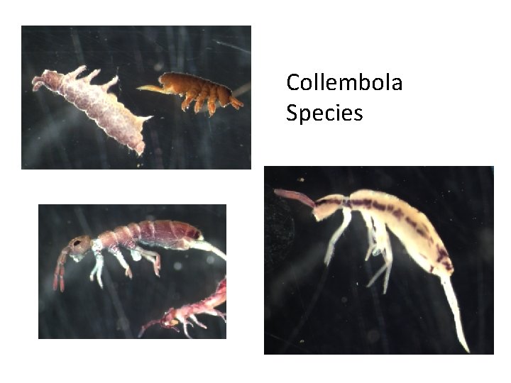 A guide to microinvertebrate life in the leaf