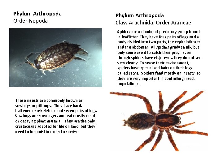 A guide to microinvertebrate life in the leaf