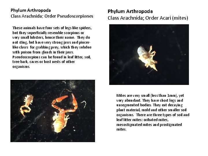 A guide to microinvertebrate life in the leaf