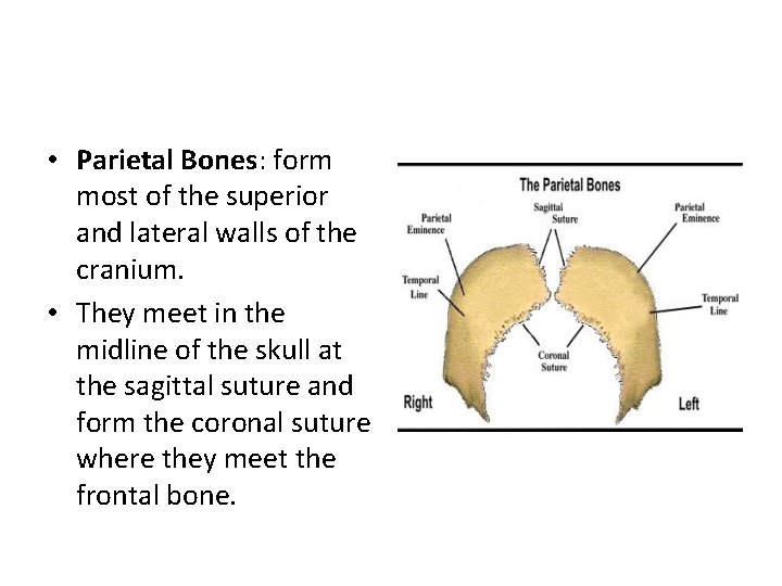 Axial Skeleton The skeleton is divided into 2