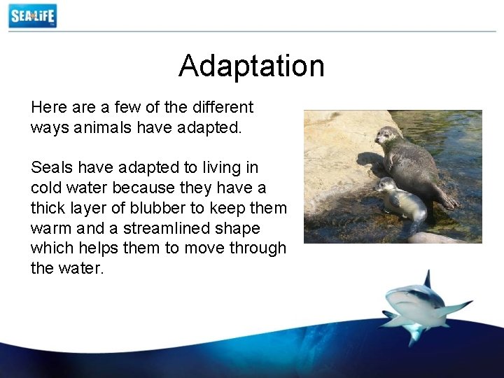 SESE Living Things Adaptation Habitats Animals can live