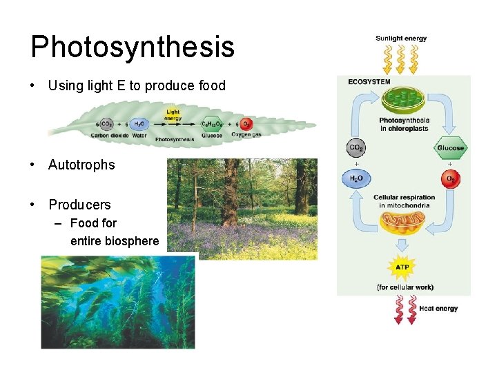 Photosynthesis Using light E to produce food Autotrophs
