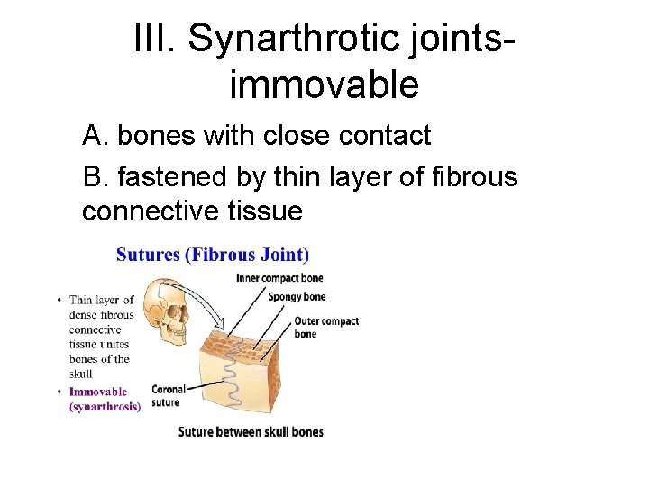 Bone Joints Mrs Wilson I Definition and functions