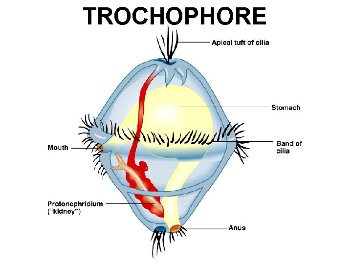 Molluscs Most Complex of the Invertebrates Molluscan Success