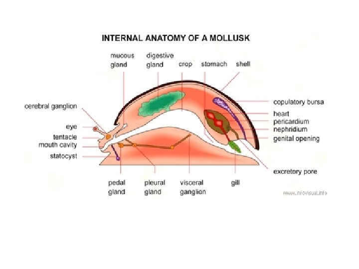 Molluscs Most Complex of the Invertebrates Molluscan Success