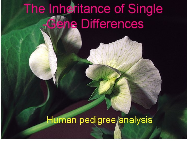 The Inheritance of Single Gene Differences Human pedigree