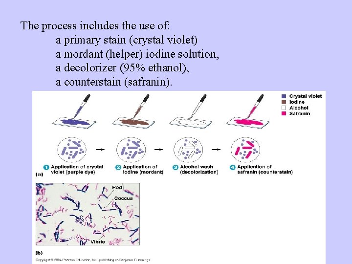 Introduction to Lab Ex Differential Stains Gram Staining