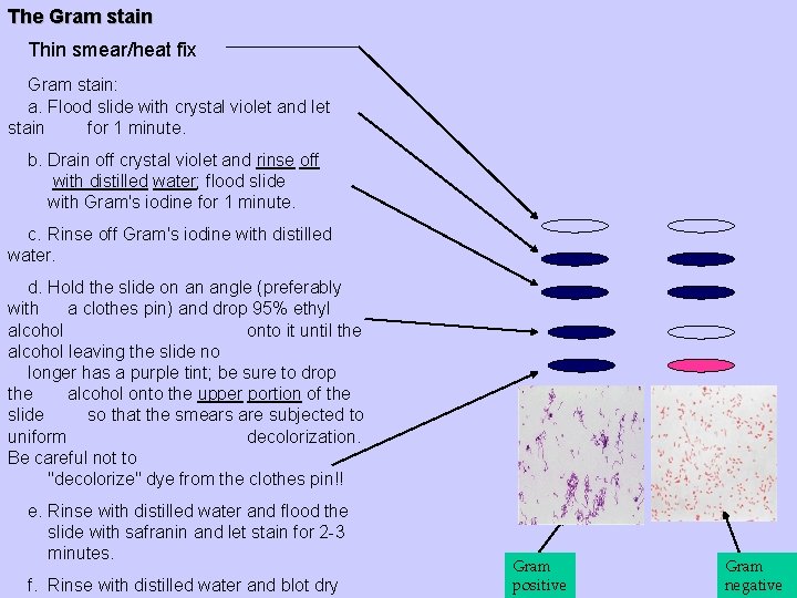 Introduction to Lab Ex Differential Stains Gram Staining