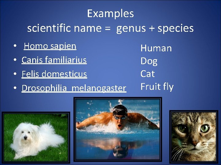 Chapter 18 Classification The diversity of life Why