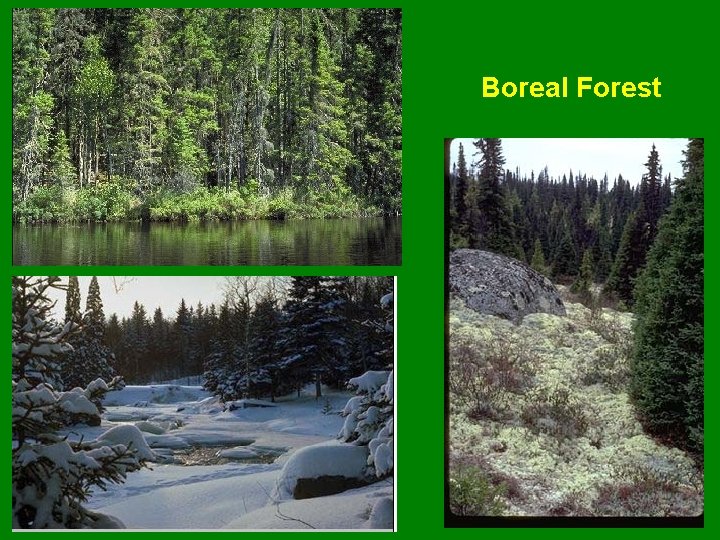 Terrestrial Biomes Global Air Circulation Regional Climates Uneven