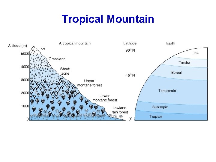 Terrestrial Biomes Global Air Circulation Regional Climates Uneven