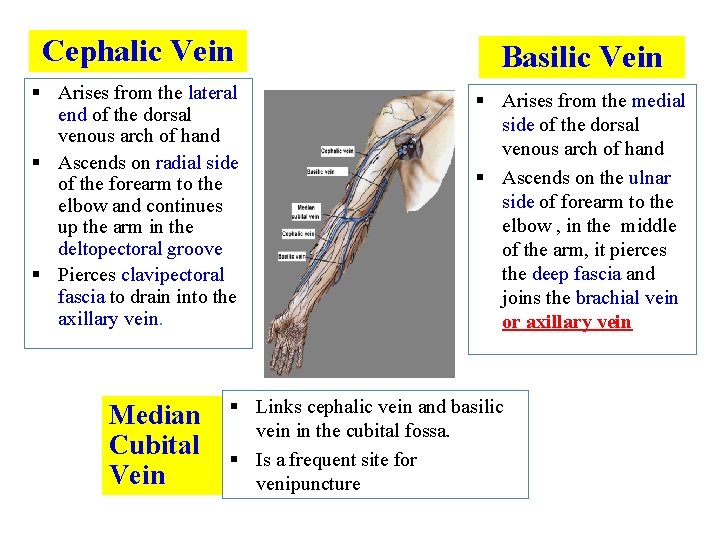 Vascular Anatomy of the Upper Limb Dr Zeenat
