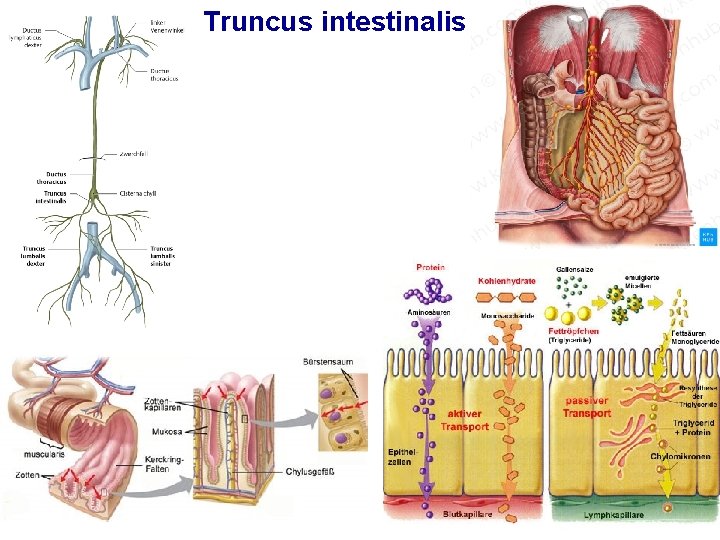 Lymphstmme Lymphwege Dr Altdorfer Gl submandibularis Lymphe klares