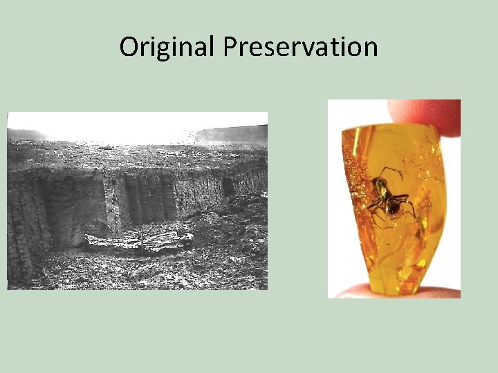 Day 1 Vocabulary Review Background terms Principle of