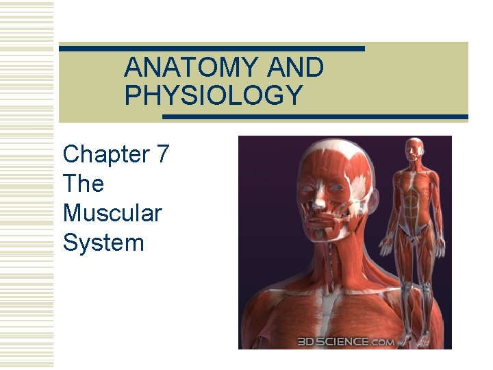 ANATOMY AND PHYSIOLOGY Chapter 7 The Muscular System