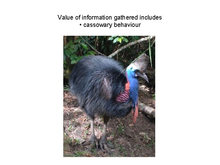 Community Cassowary Identification and Tracking Project Mission Beach