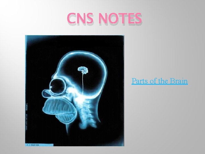CNS NOTES Parts of the Brain CNS BRAIN