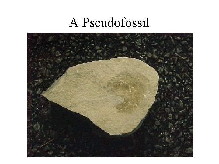 Fossils Remains of Ancient Plants And Animals Evidence