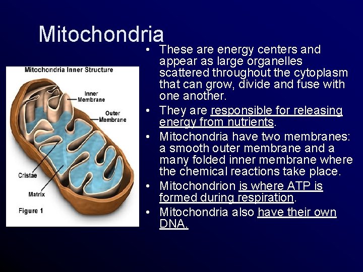 Structure and Function of the Cell Biology Chapter