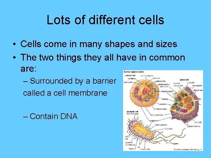 Chapter 7 Cell Structure and Function Section 1