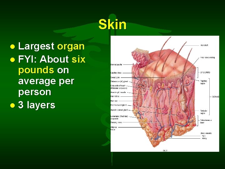 The INTEGUMENTARY System Skin Largest organ FYI About