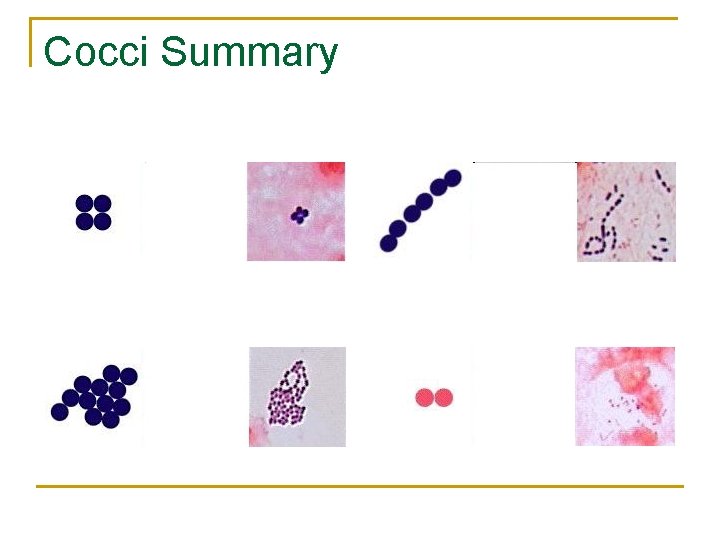 Unit 2 The Cell Bacterial Classification Taxonomy and