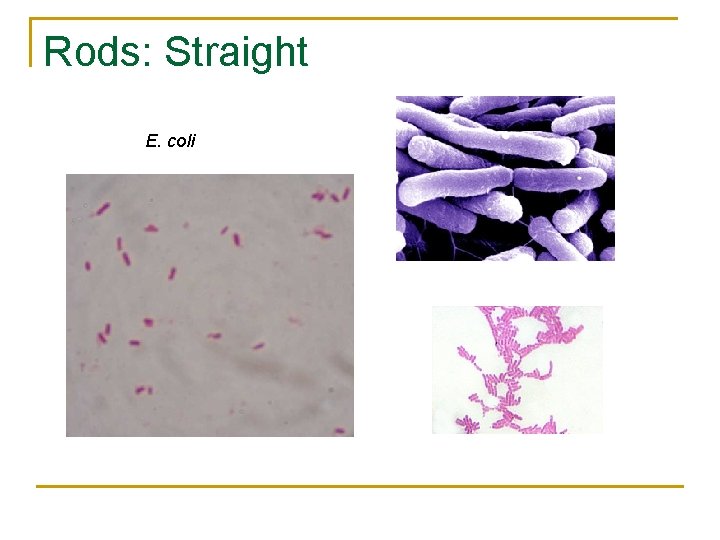 Unit 2 The Cell Bacterial Classification Taxonomy and