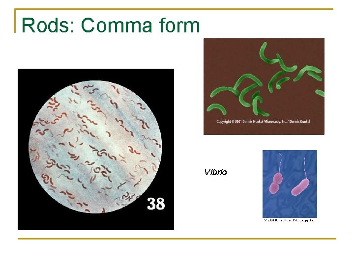Unit 2 The Cell Bacterial Classification Taxonomy and