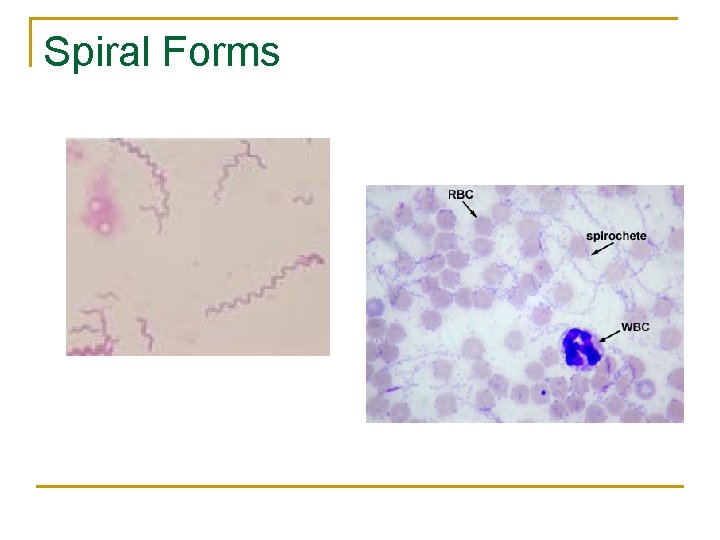 Unit 2 The Cell Bacterial Classification Taxonomy and