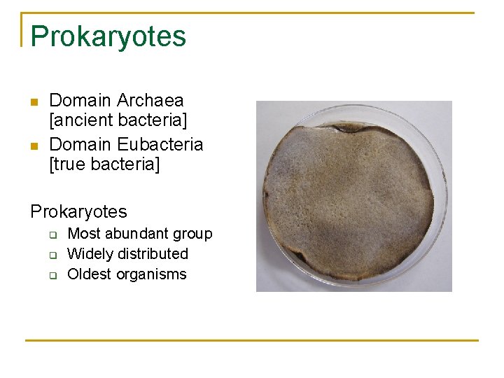 Unit 2 The Cell Bacterial Classification Taxonomy and