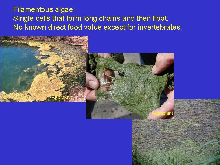 Pond Problems Typical problems Aquatic weed identification and