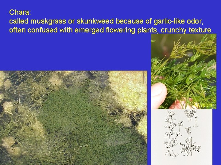 Pond Problems Typical problems Aquatic weed identification and