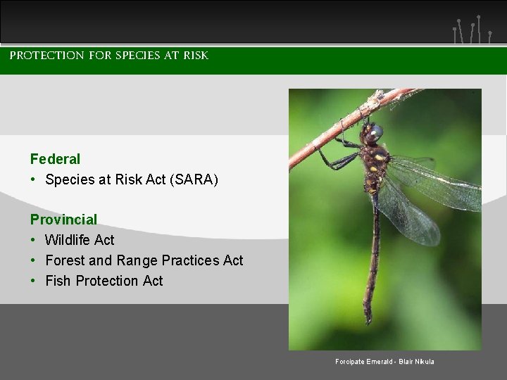 Identification Management of Red and Blue SpeciesEcological Communities