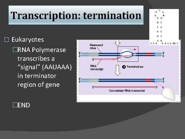 PROTEIN SYNTHESIS Big Picture Make a copy of