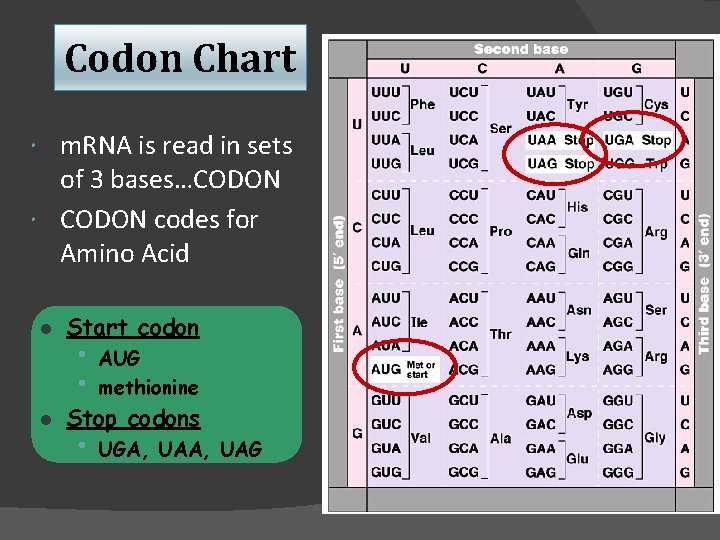 PROTEIN SYNTHESIS Big Picture Make a copy of