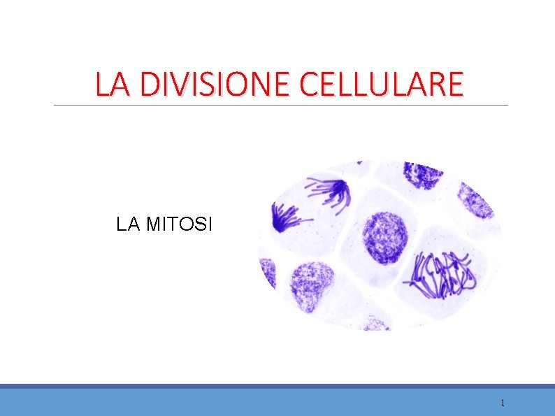 LA DIVISIONE CELLULARE LA MITOSI 1 La divisione