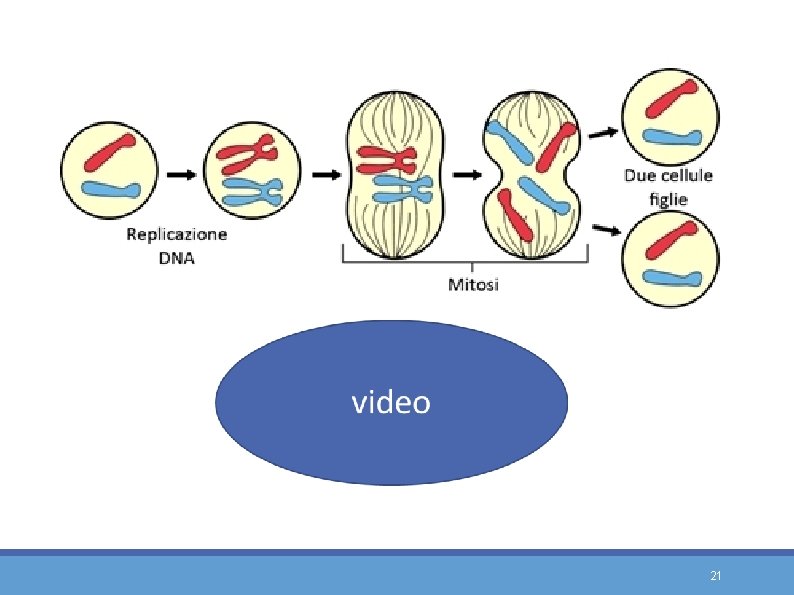 LA DIVISIONE CELLULARE LA MITOSI 1 La divisione